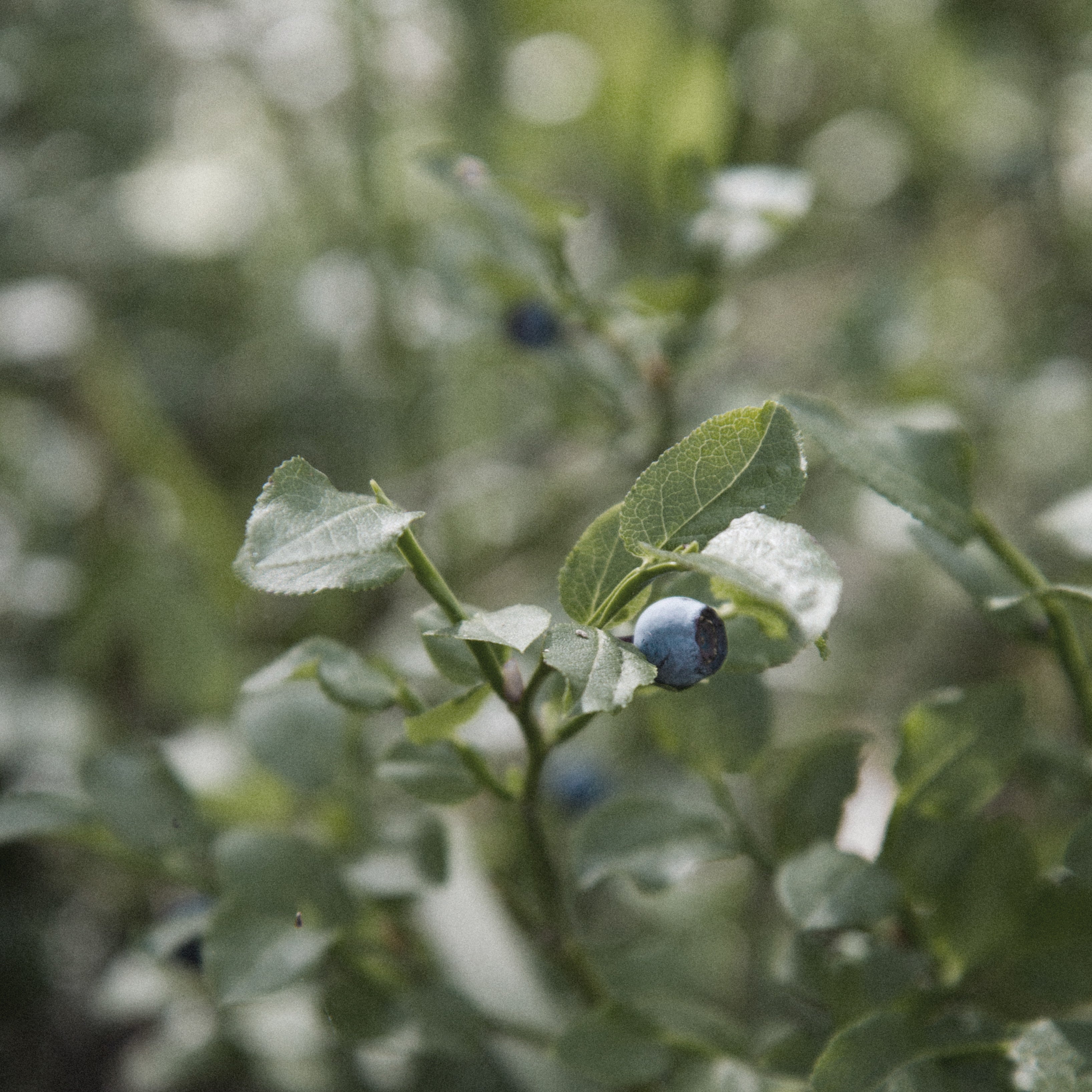 Blueberry – RUA, Nordic Beauty